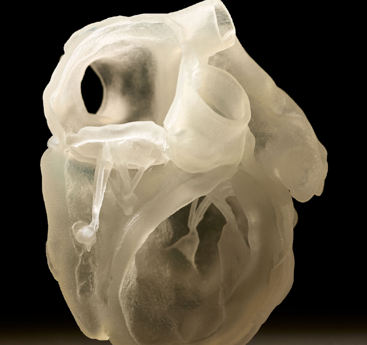 The Potential for 3D Printing Synthetic Myocardium